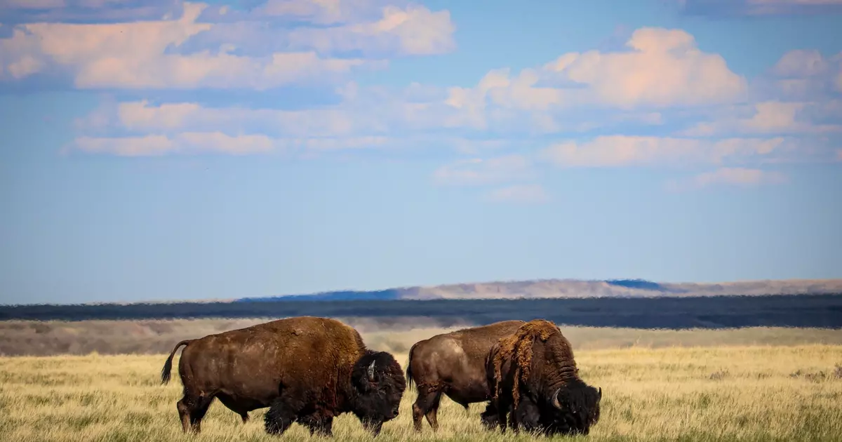 Admire Saskatchewan’s stunning landscape on this National Parks road ...