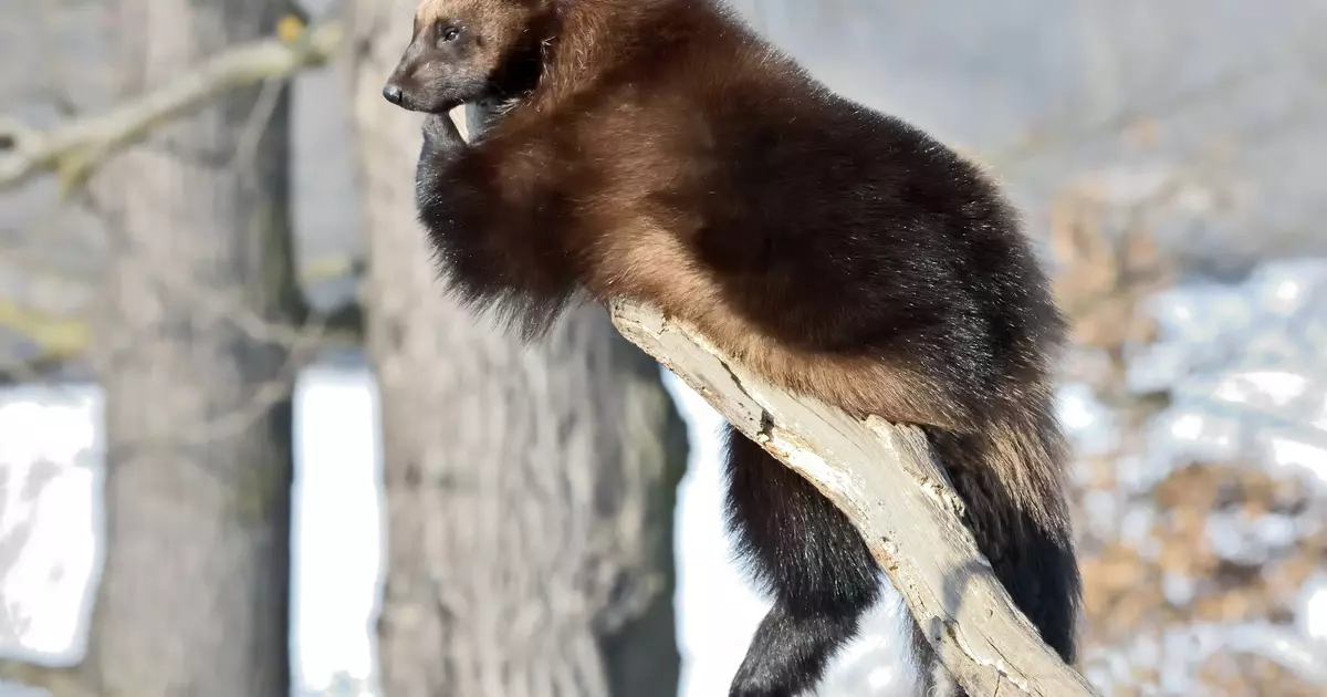A wolverine has been caught on camera in Yellowstone for the first time ...