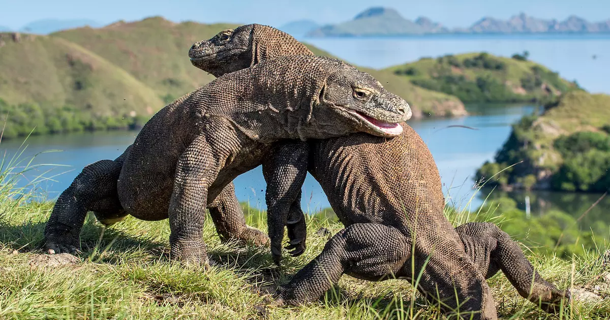 A guide to Komodo National Park, Indonesia - Lonely Planet