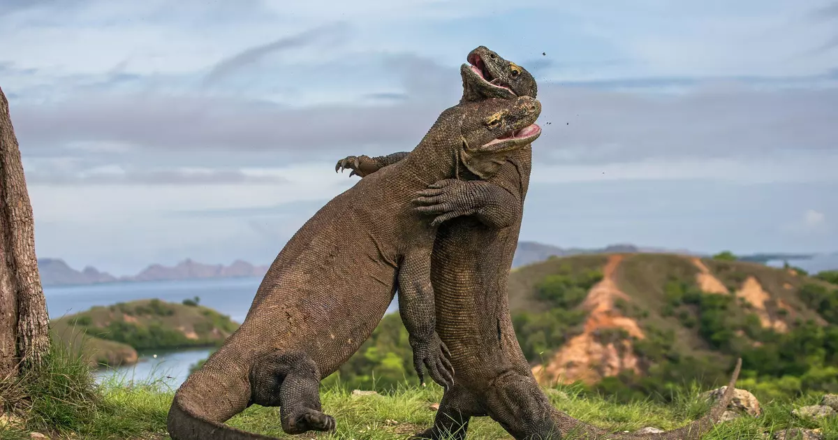 Enter the dragon: exploring Komodo National Park’s wild attractions ...