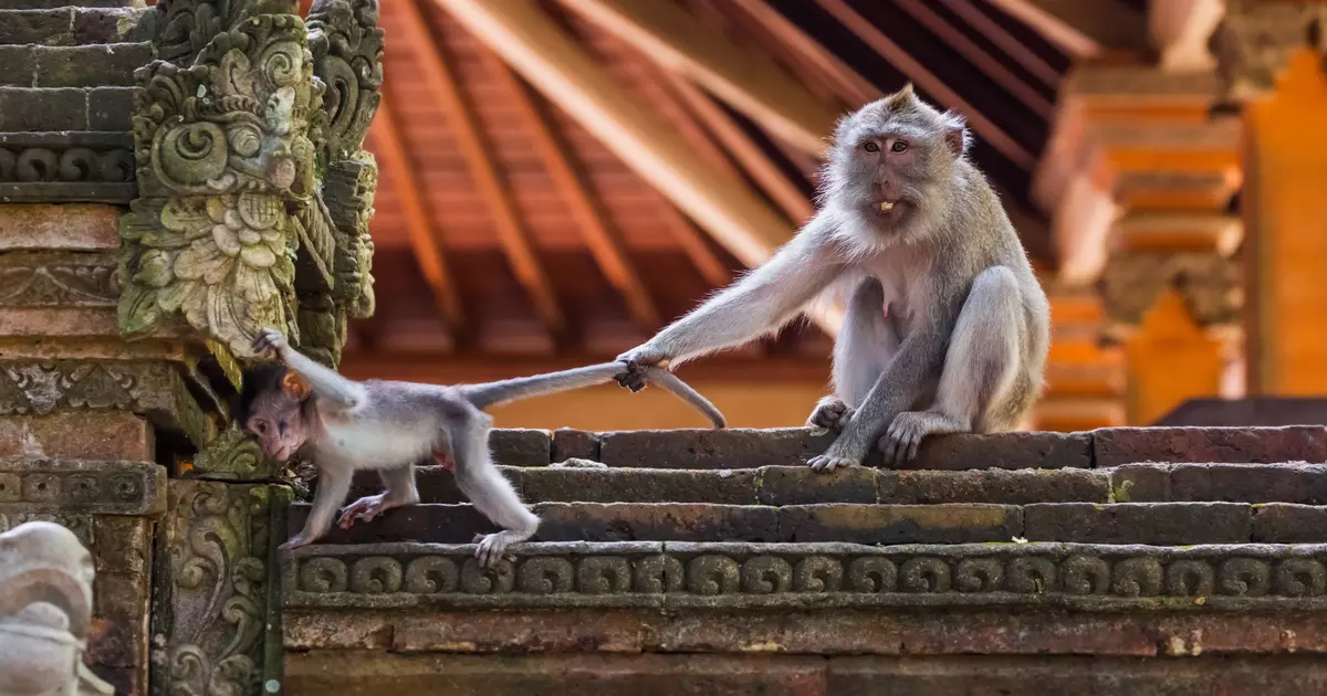 Essential Bali travel tips - Lonely Planet