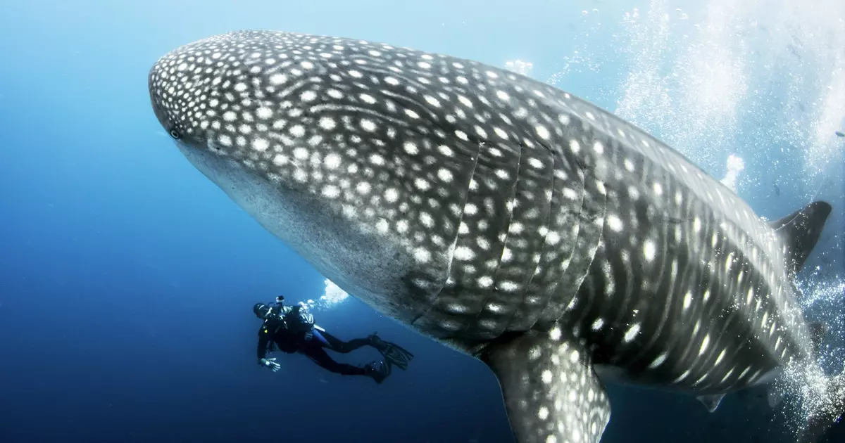 A guide to the Galápagos Islands - Lonely Planet