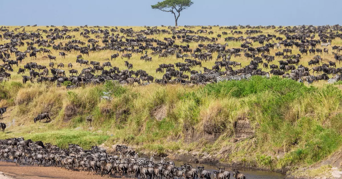 A guide to the Great Migration in Tanzania and Kenya - Lonely Planet