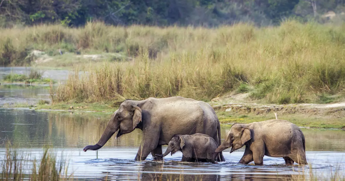 A first-time guide to the Terai - Lonely Planet