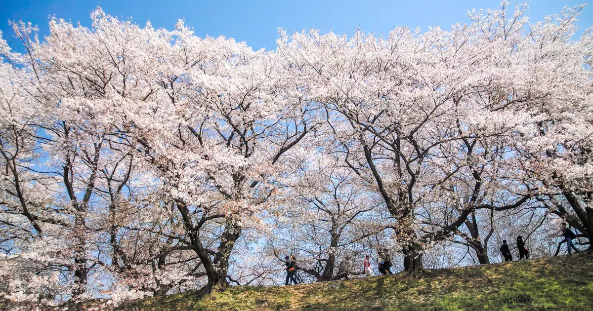 The top 10 places to see cherry blossoms around the world in 2026 ...