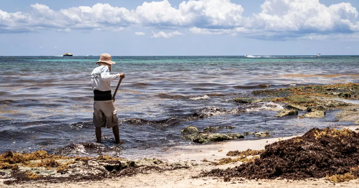 A guide to sargassum in the Caribbean - Lonely Planet