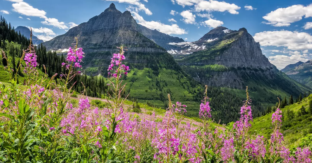 The best US national parks for spring wildflowers - Lonely Planet