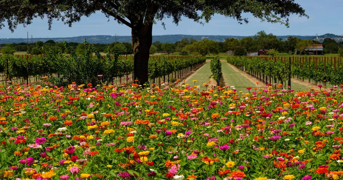 Guide to Texas Hill Country: wineries, watering holes and wildflowers ...